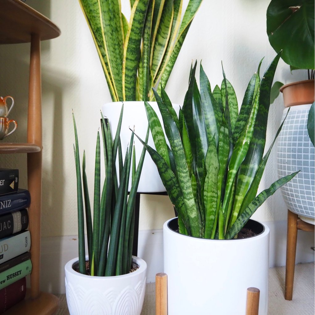 Propagate with me: how to root snake plants, zz plants + tips for ...