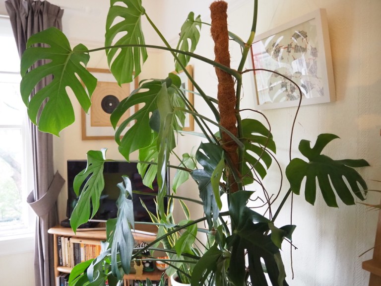 How to train your monstera around a support – HOUSE PLANT HOUSE