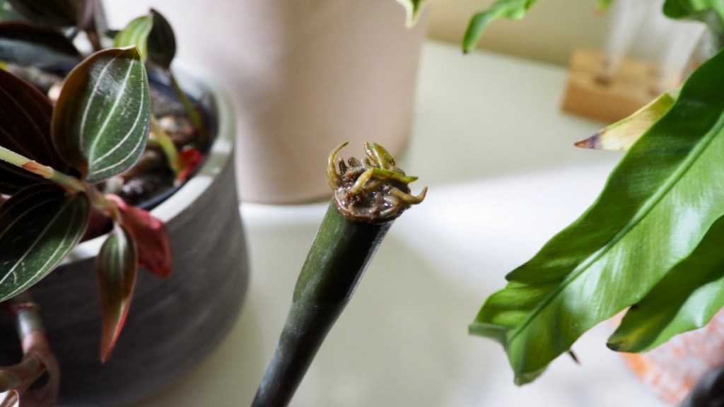 Propagate with me: how to root snake plants, zz plants + tips for ...