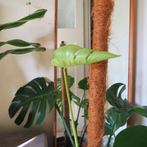 How to train your monstera around a support – HOUSE PLANT HOUSE