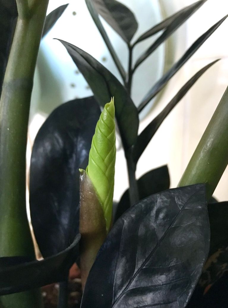 Propagate with me: how to root snake plants, zz plants + tips for ...