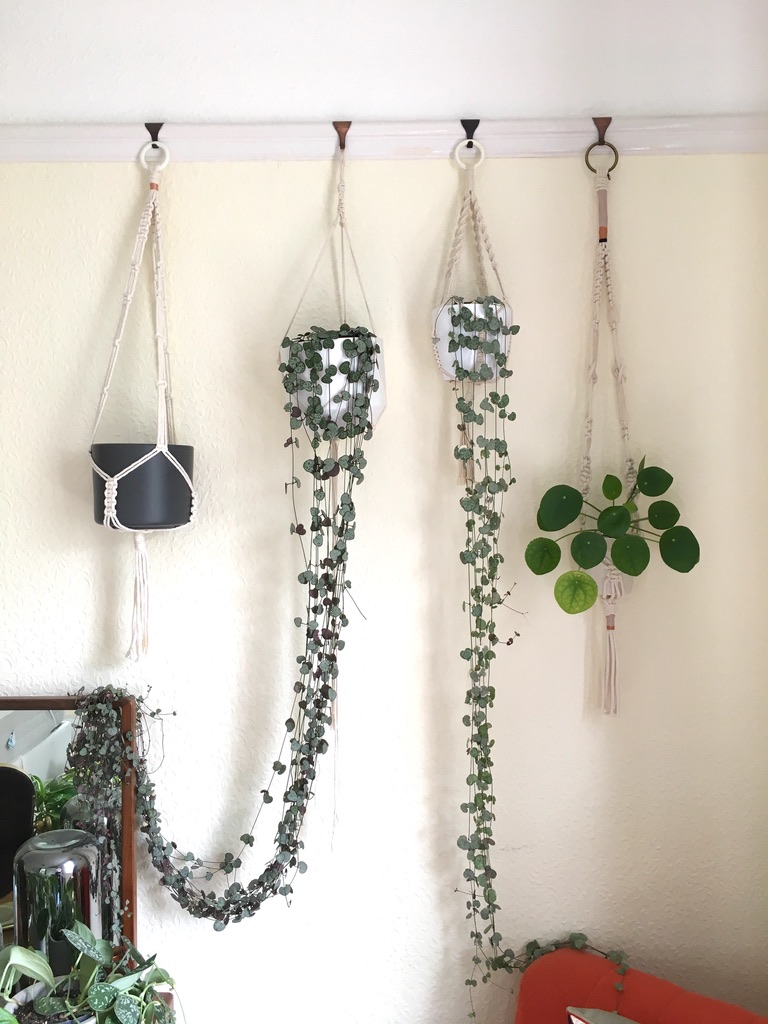 Using a picture rail to hang houseplants – HOUSE PLANT HOUSE