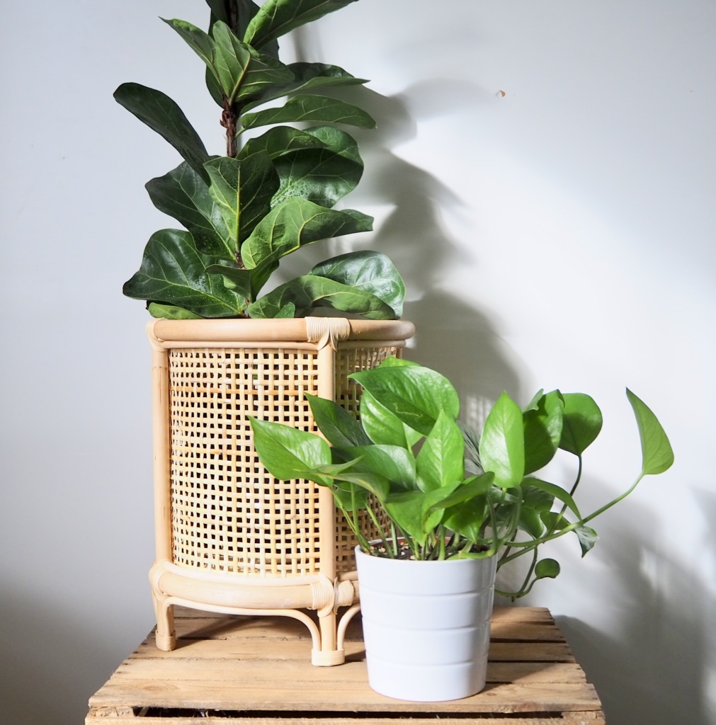 Plant styling using rattan – HOUSE PLANT HOUSE