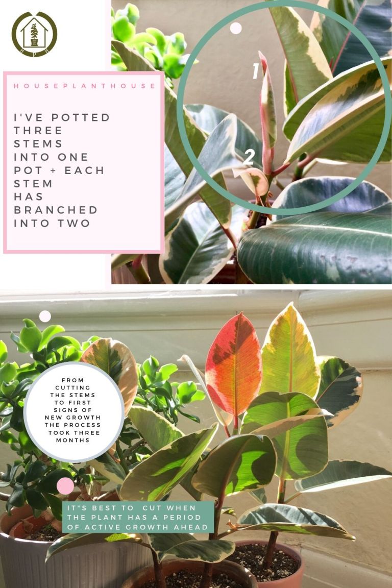 Getting ficus plants to branch – HOUSE PLANT HOUSE