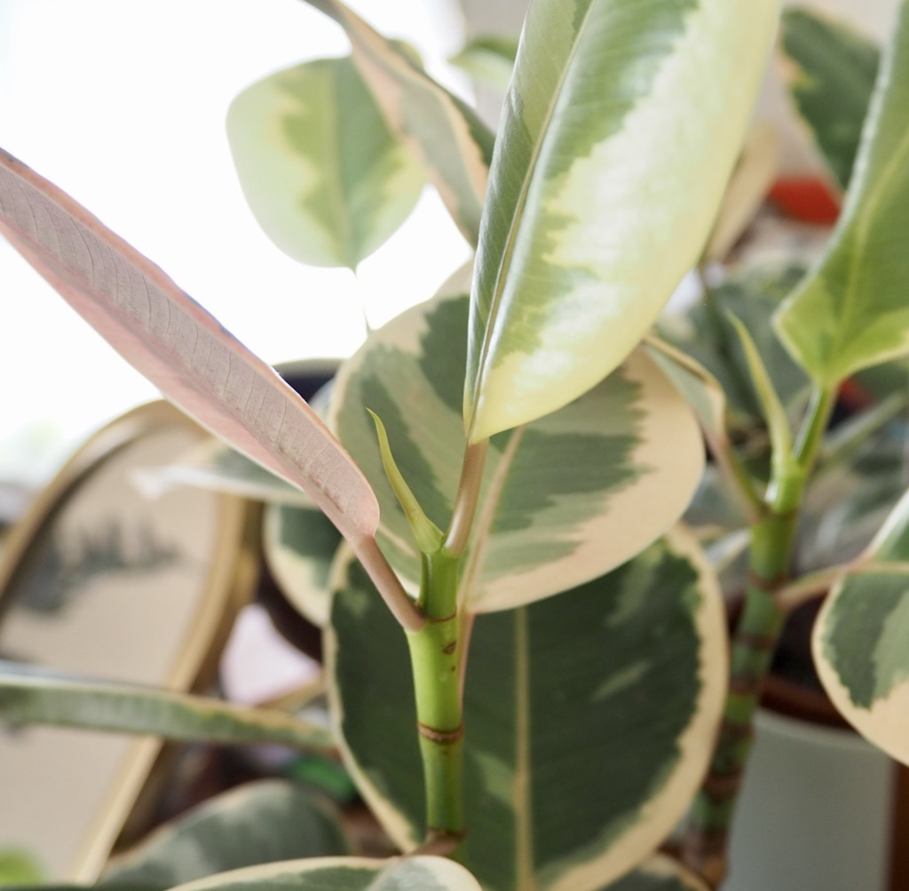 Getting ficus plants to branch – HOUSE PLANT HOUSE