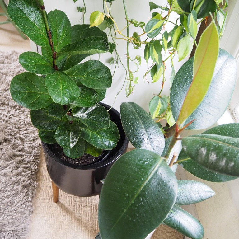 Keeping your Ficus family happy – HOUSE PLANT HOUSE