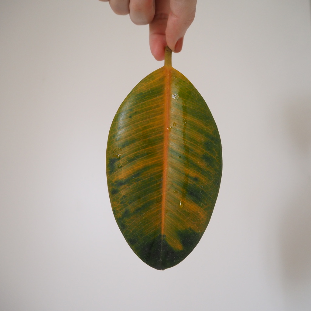 Keeping your Ficus family happy – HOUSE PLANT HOUSE