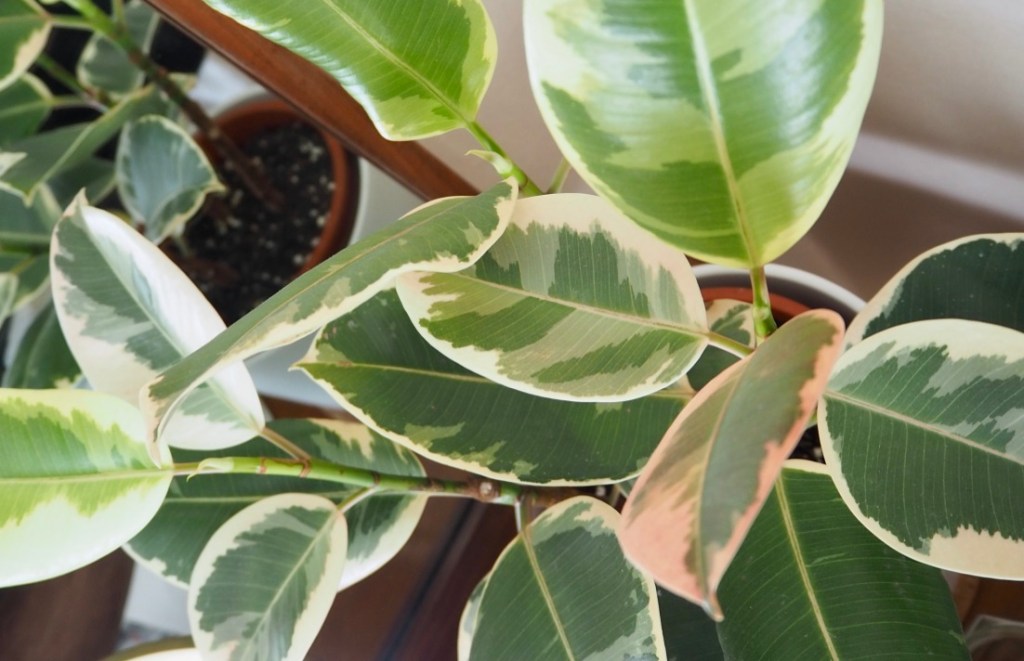 Getting ficus plants to branch – HOUSE PLANT HOUSE