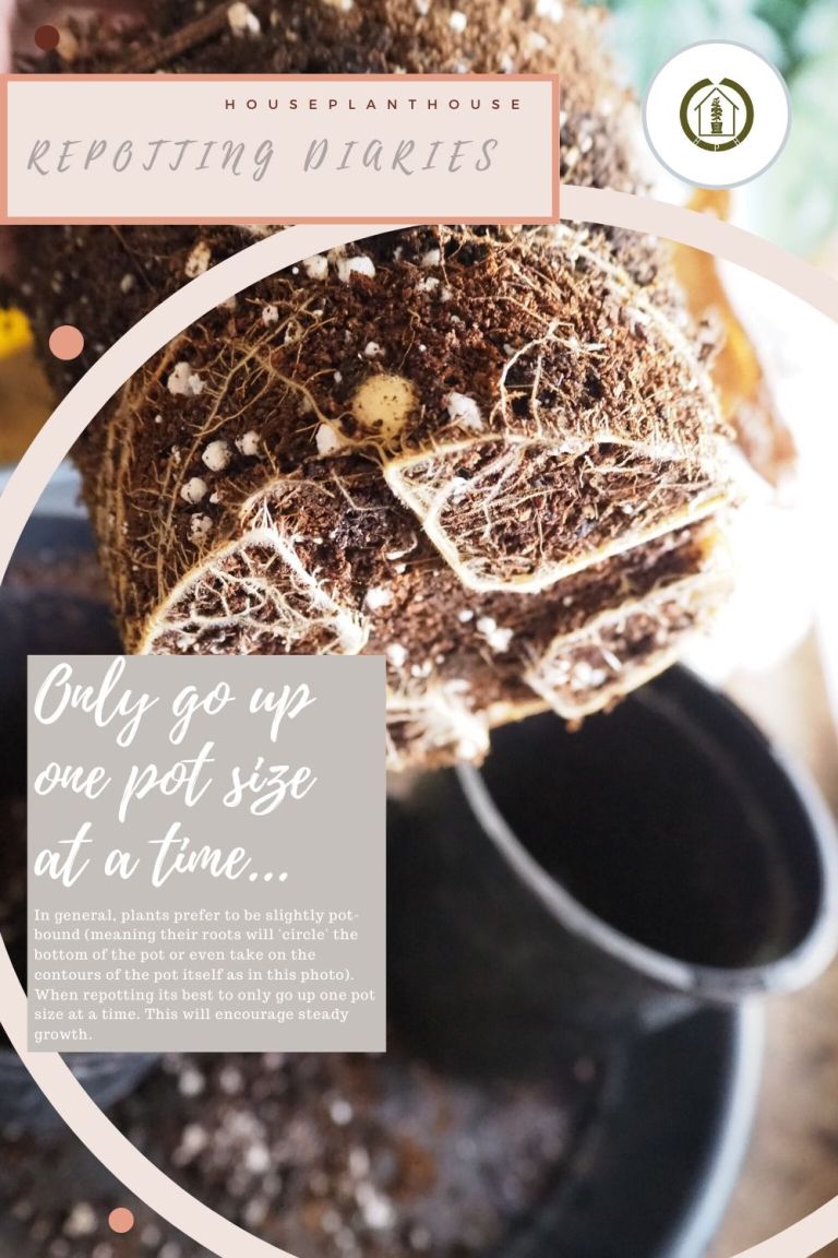 Repotting guide / Repotting diaries #1 – HOUSE PLANT HOUSE