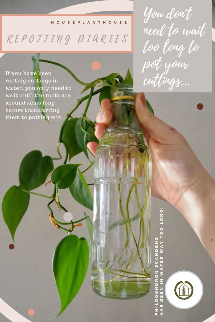 Repotting guide / Repotting diaries #1 – HOUSE PLANT HOUSE