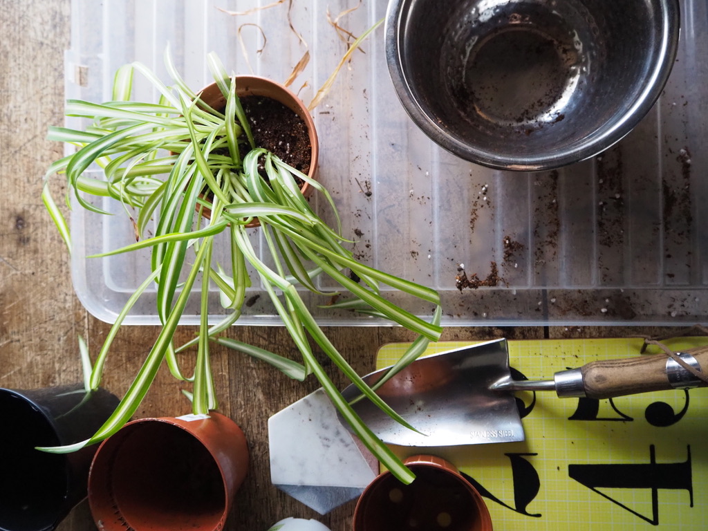 Repotting guide / Repotting diaries #1 – HOUSE PLANT HOUSE