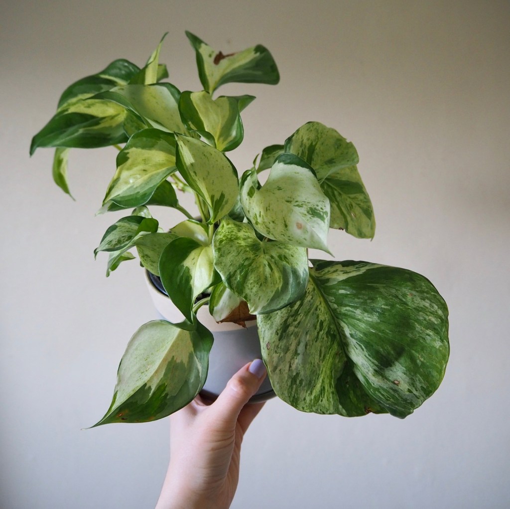 Pothos varieties: identification guide + care tips – HOUSE PLANT HOUSE