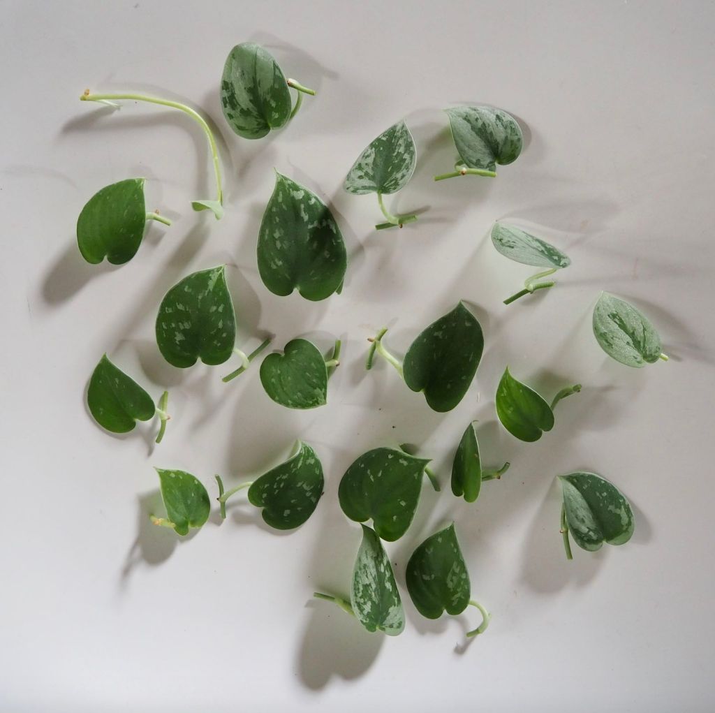 Pothos varieties: identification guide + care tips – HOUSE PLANT HOUSE