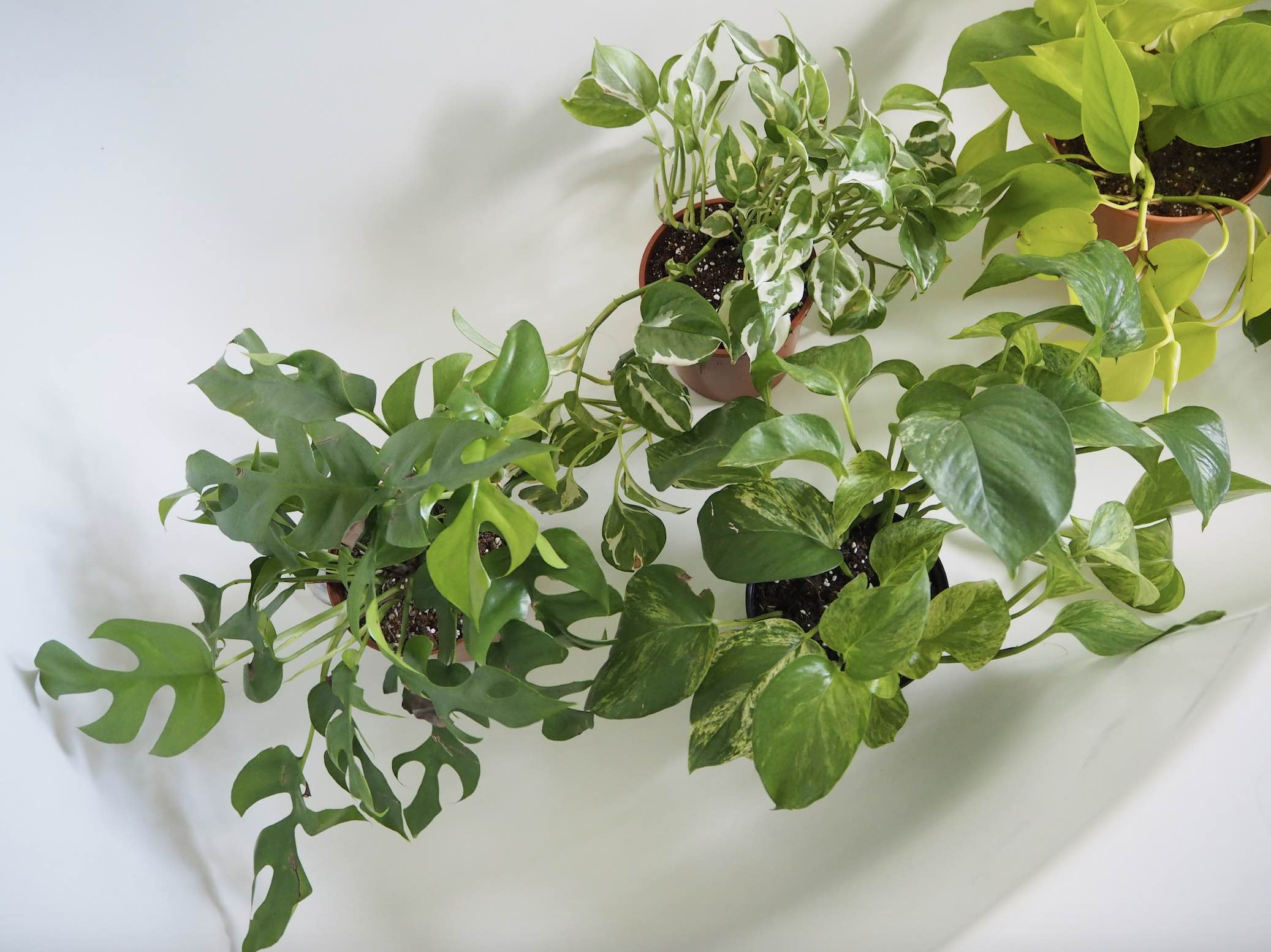 Pothos varieties: identification guide + care tips – HOUSE PLANT HOUSE