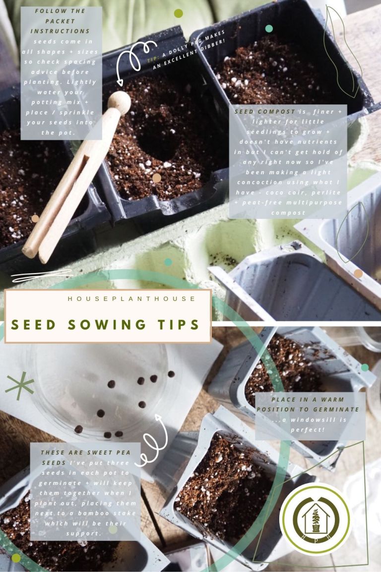 Windowsill seed sowing – HOUSE PLANT HOUSE