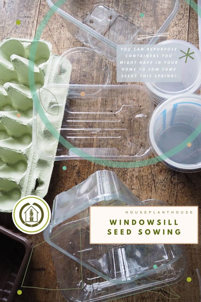 Windowsill seed sowing – HOUSE PLANT HOUSE