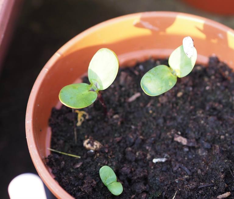 Planting in the new garden – HOUSE PLANT HOUSE