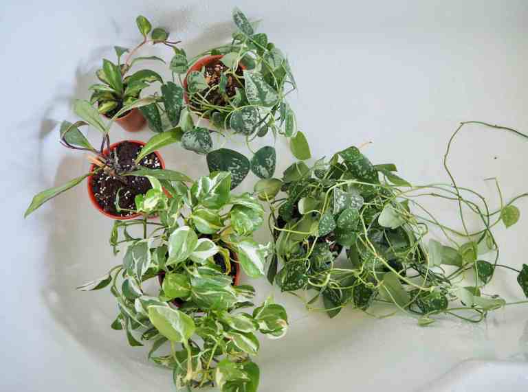 Pothos varieties: identification guide + care tips – HOUSE PLANT HOUSE