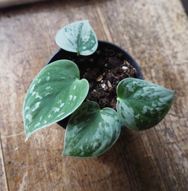 Pothos varieties: identification guide + care tips – HOUSE PLANT HOUSE