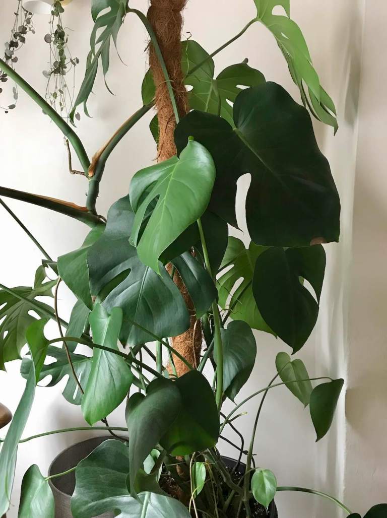 How to train your monstera around a support – HOUSE PLANT HOUSE