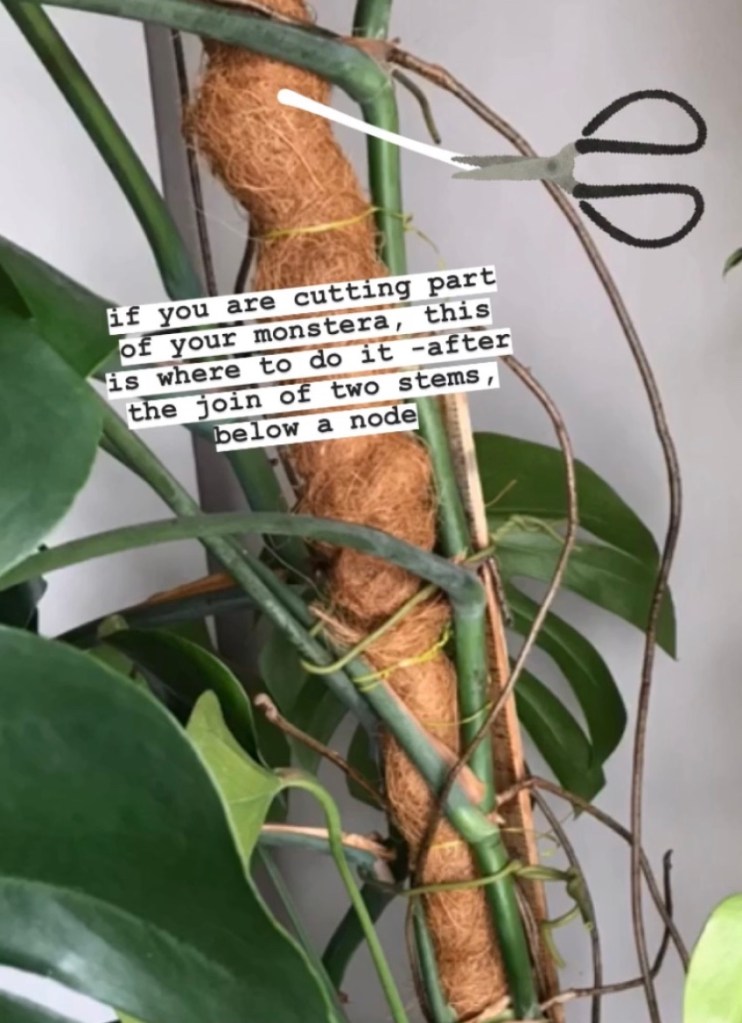 How to train your monstera around a support – HOUSE PLANT HOUSE