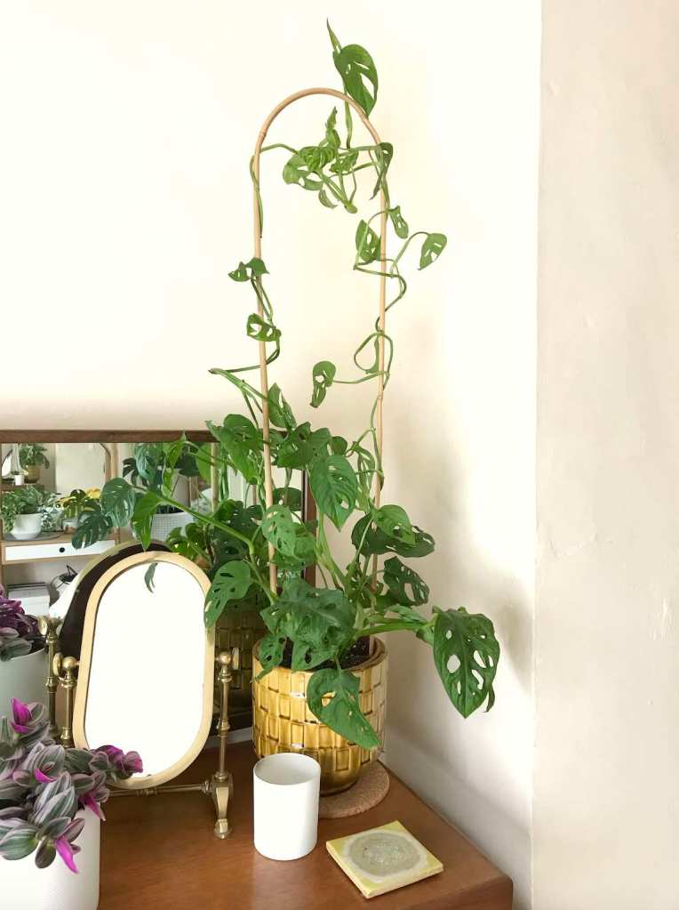 How to train your monstera around a support – HOUSE PLANT HOUSE