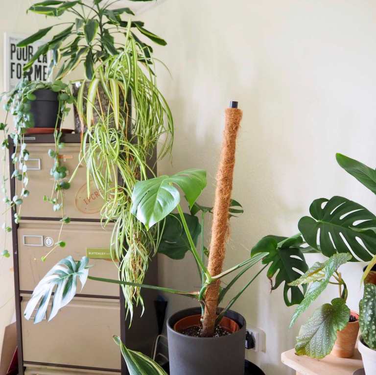 How to train your monstera around a support – HOUSE PLANT HOUSE