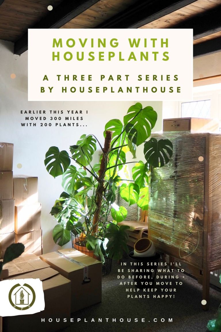 Moving with houseplants: A 3 part series / Part 1: Before moving ...