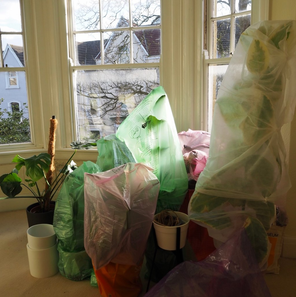 Moving with houseplants: A 3 part series / Part 2: The move – HOUSE ...