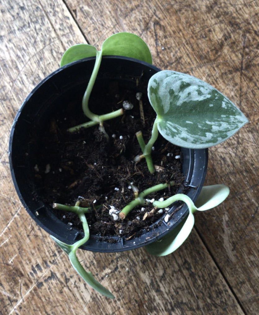 My Scindapsus collection + propagation experiments – HOUSE PLANT HOUSE