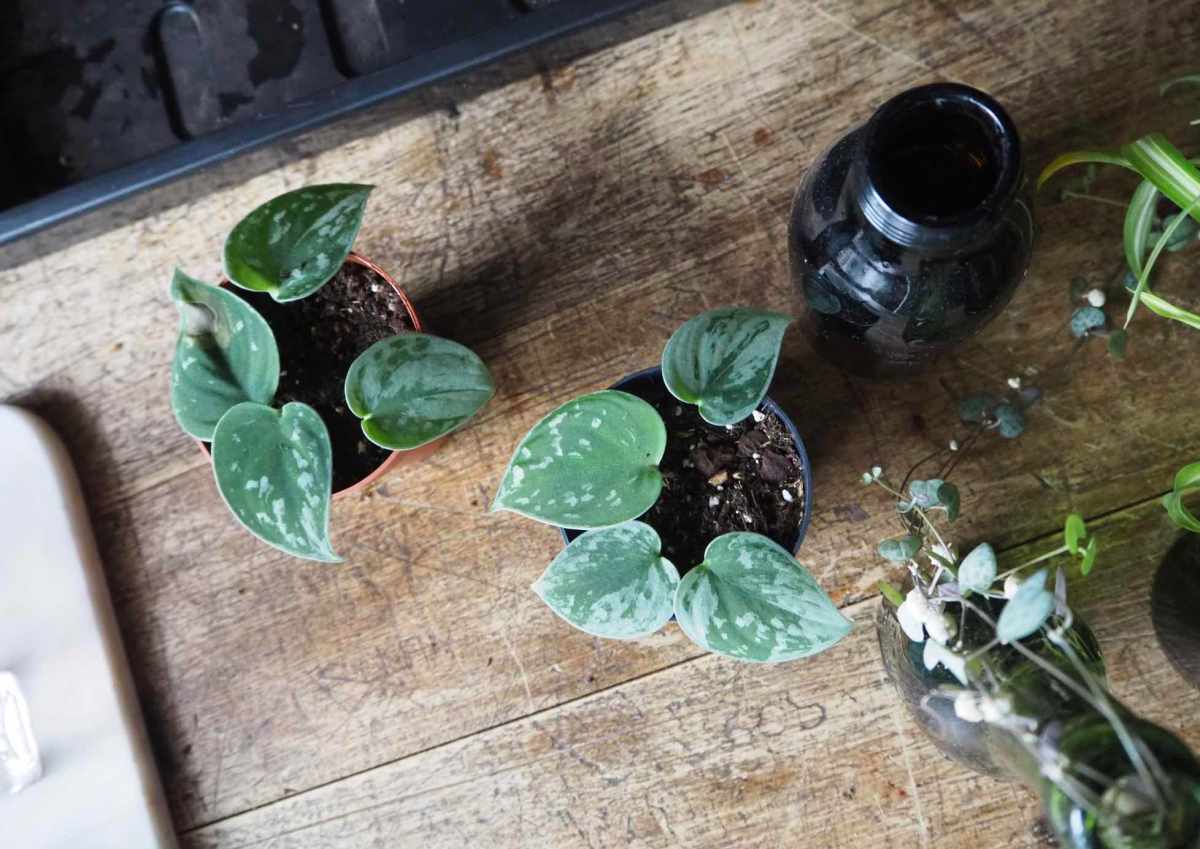 My Scindapsus collection + propagation experiments – HOUSE PLANT HOUSE