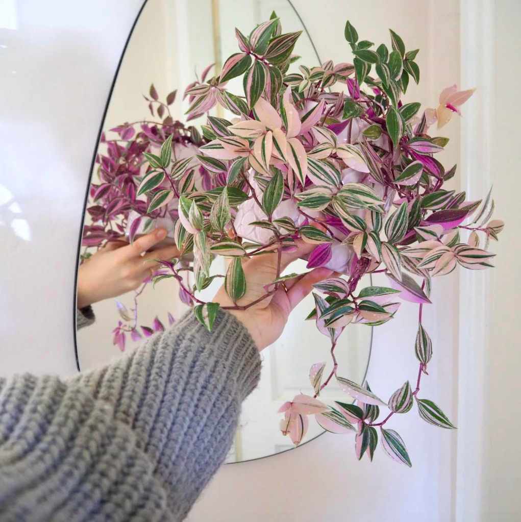 How to make a new Tradescantia plant from cuttings – HOUSE PLANT HOUSE