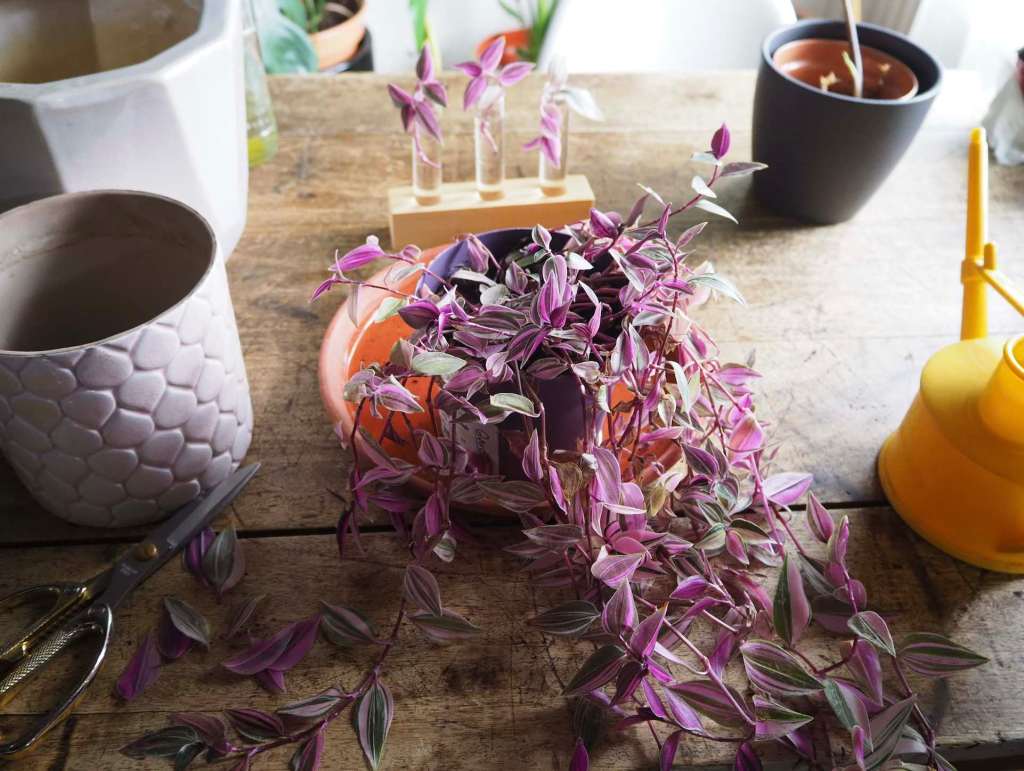 How to make a new Tradescantia plant from cuttings – HOUSE PLANT HOUSE