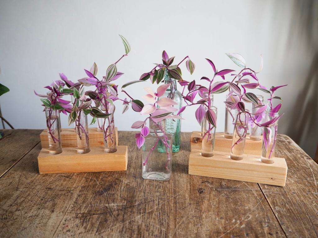 How to make a new Tradescantia plant from cuttings – HOUSE PLANT HOUSE