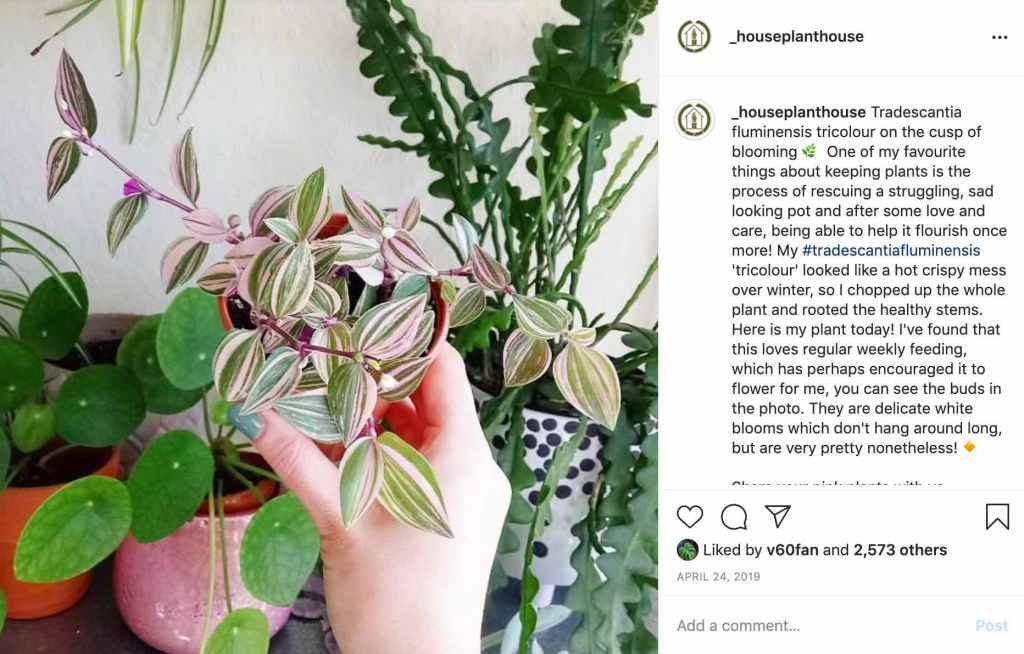 How to make a new Tradescantia plant from cuttings – HOUSE PLANT HOUSE