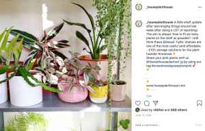 How to make a new Tradescantia plant from cuttings – HOUSE PLANT HOUSE