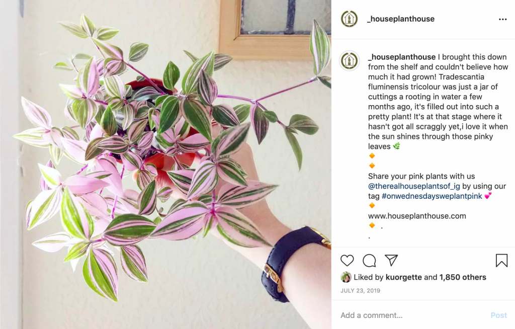 How to make a new Tradescantia plant from cuttings – HOUSE PLANT HOUSE