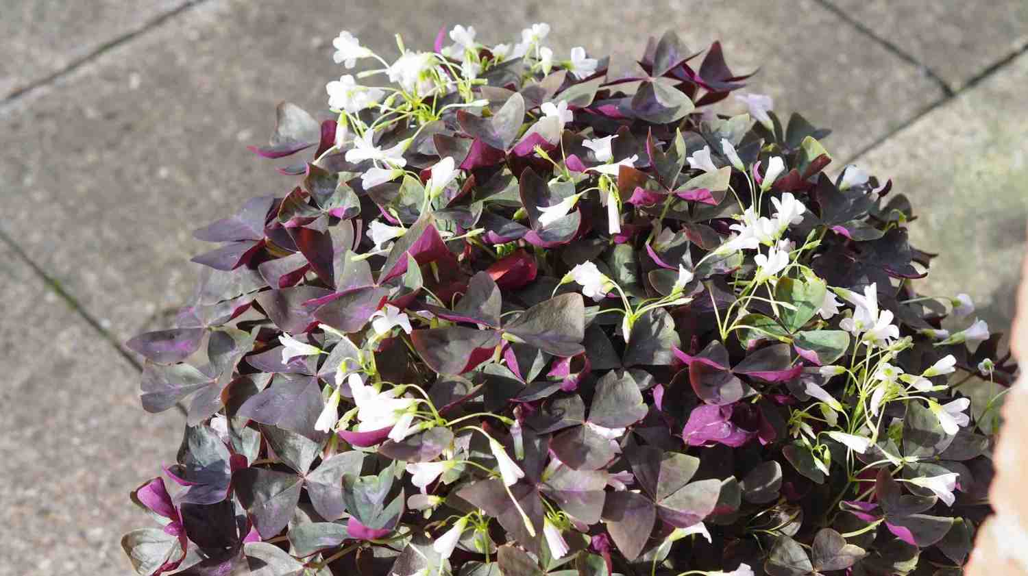 Oxalis triangularis Q + A – HOUSE PLANT HOUSE