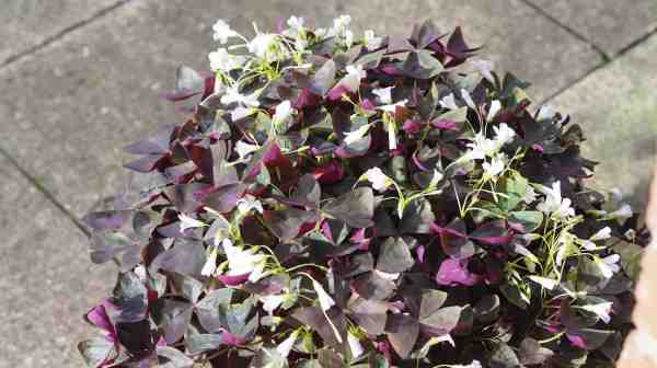 Oxalis triangularis Q + A – HOUSE PLANT HOUSE