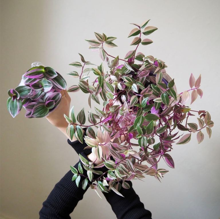 Tradescantia nanouk Care Guide – HOUSE PLANT HOUSE