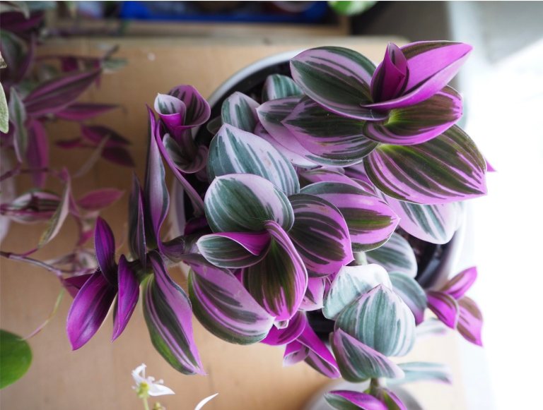 Tradescantia nanouk Care Guide – HOUSE PLANT HOUSE
