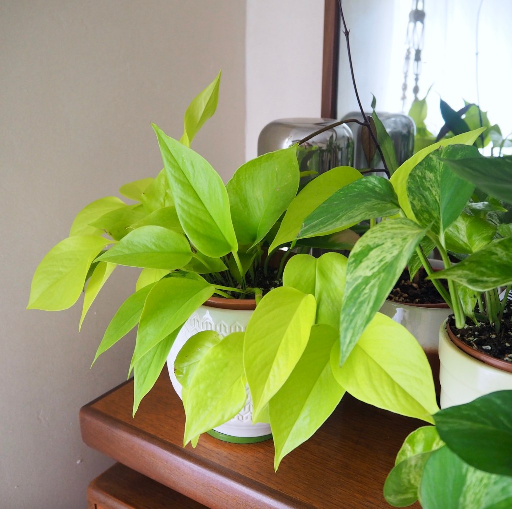 Pothos varieties: identification guide + care tips – HOUSE PLANT HOUSE