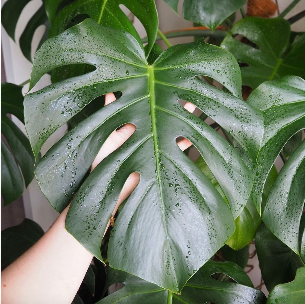 A HPH guide to…Getting your houseplants ready for Autumn – HOUSE PLANT ...
