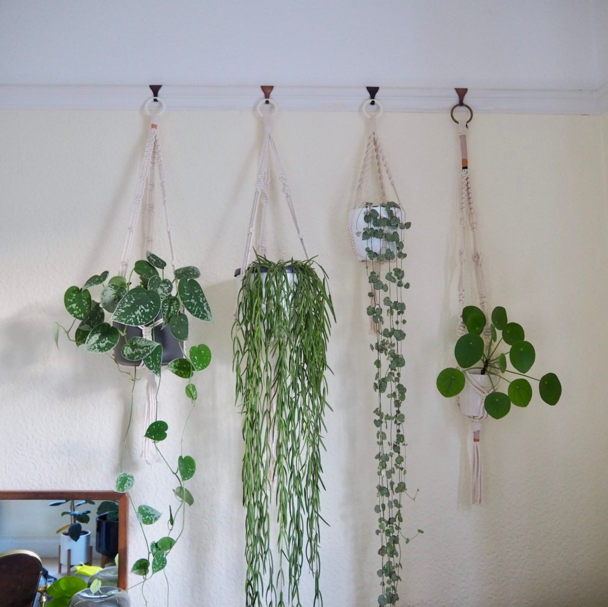 A complete Hoya Care Guide – HOUSE PLANT HOUSE