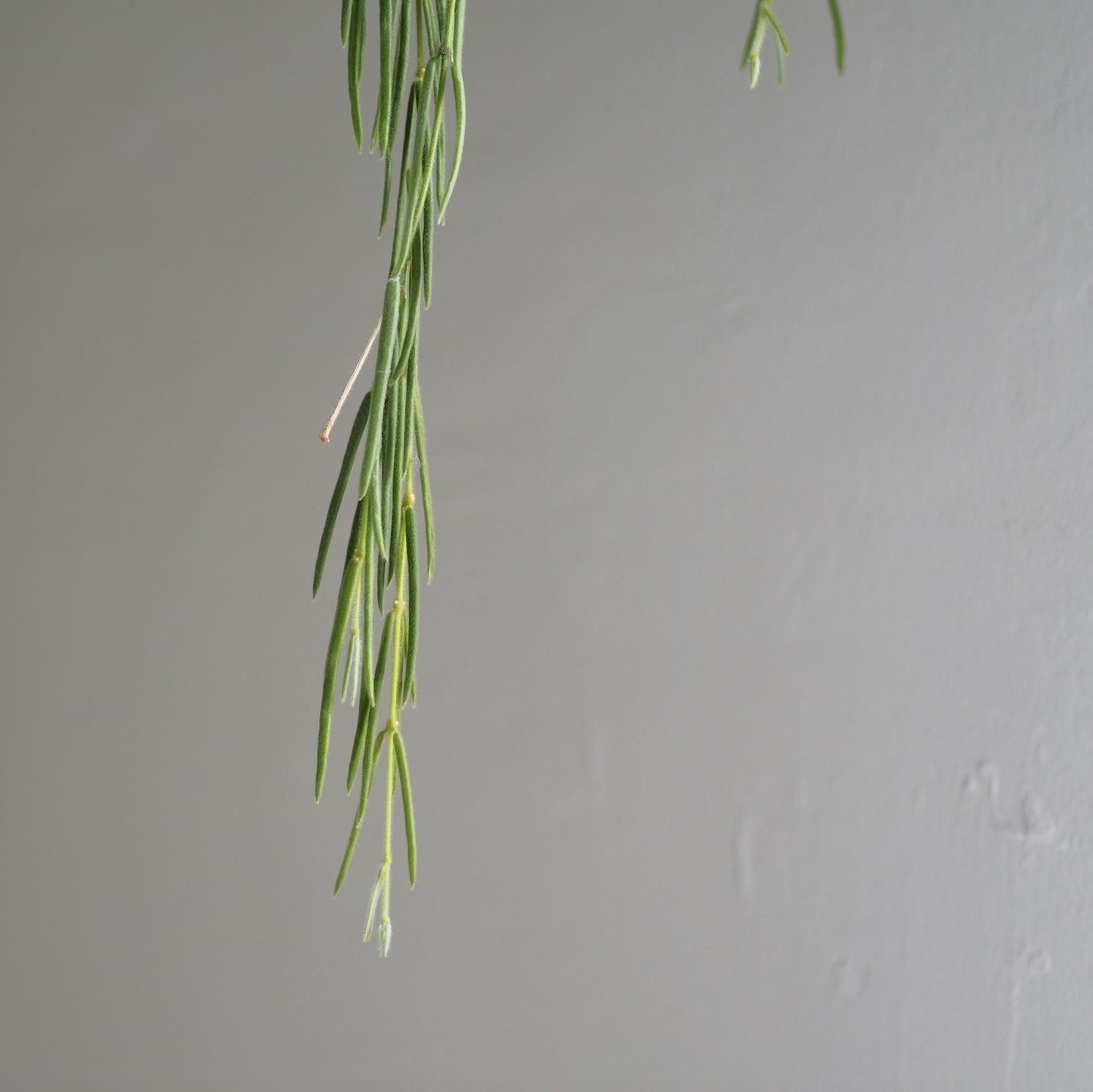 A complete Hoya Care Guide – HOUSE PLANT HOUSE