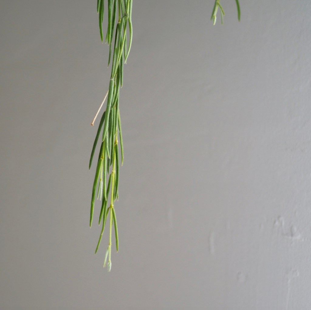 A complete Hoya Care Guide – HOUSE PLANT HOUSE