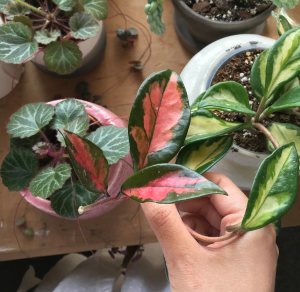 A complete Hoya Care Guide – HOUSE PLANT HOUSE