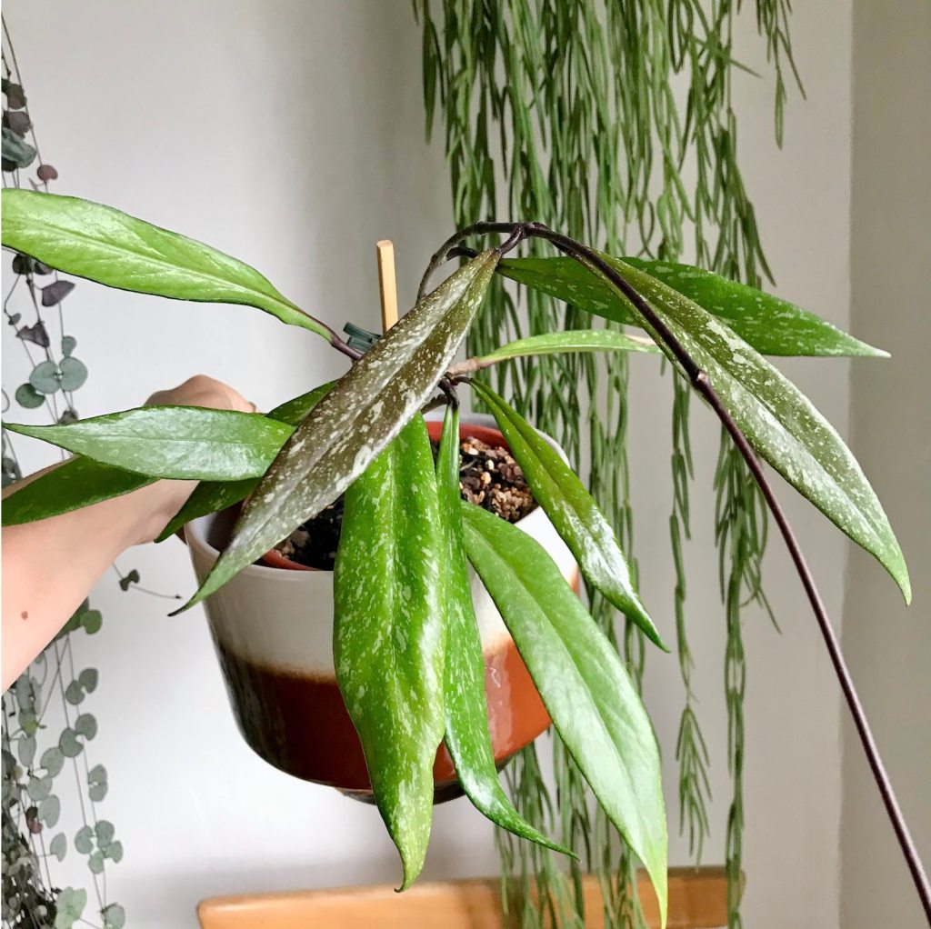 A complete Hoya Care Guide – HOUSE PLANT HOUSE