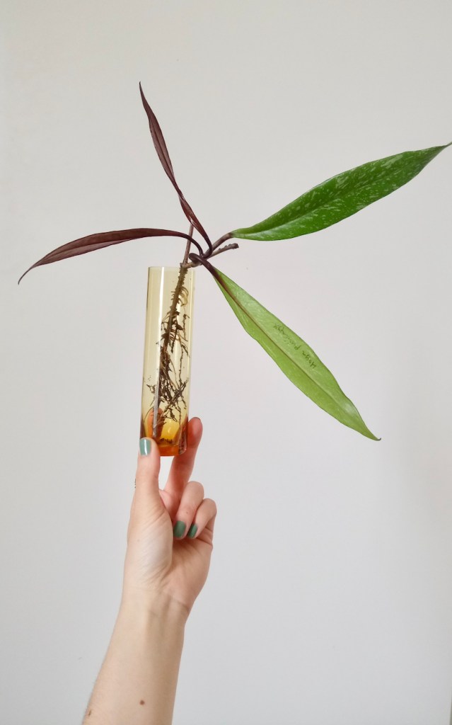 A complete Hoya Care Guide – HOUSE PLANT HOUSE