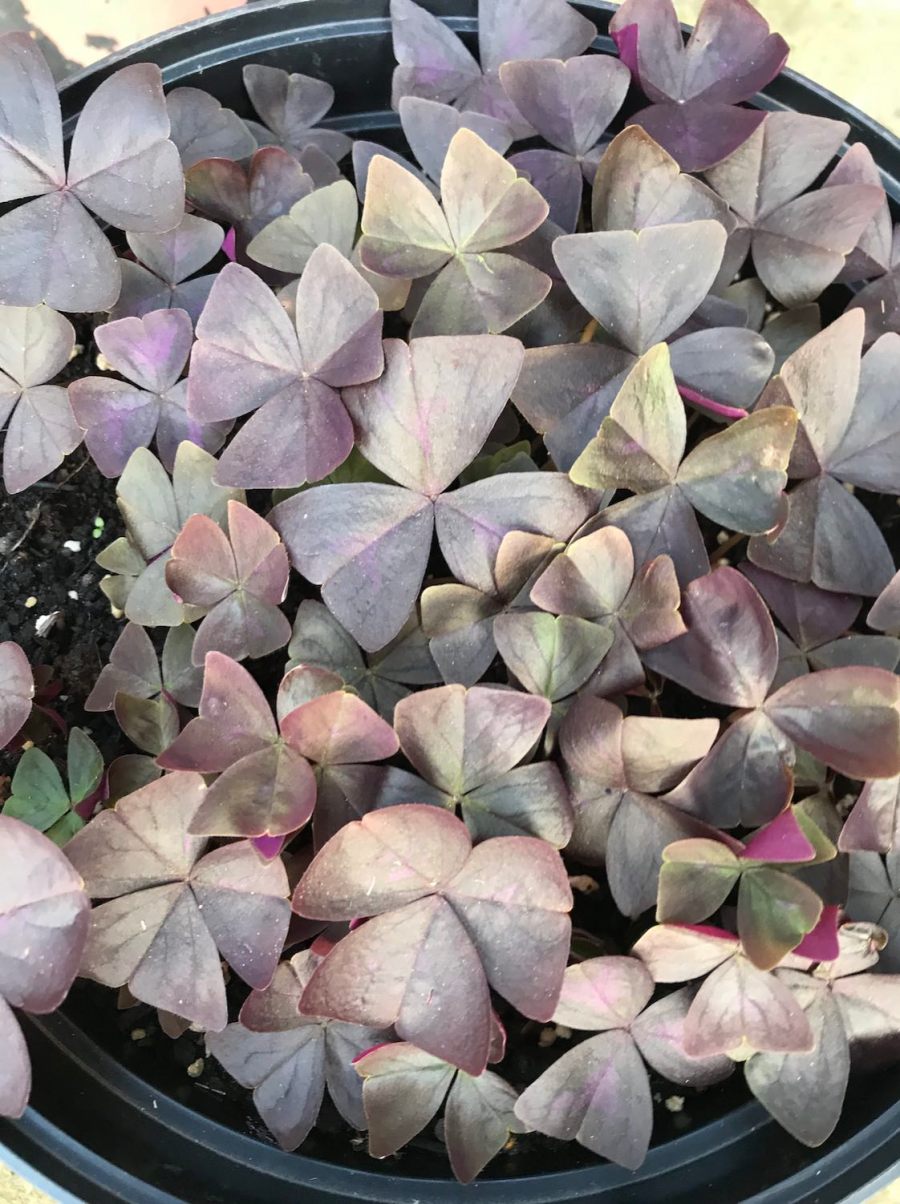 Oxalis triangularis Q + A – HOUSE PLANT HOUSE